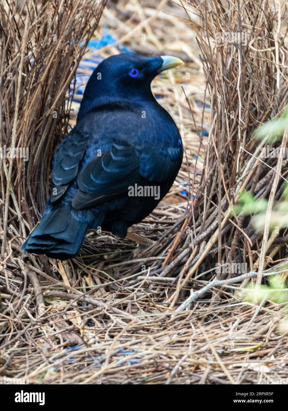 Satin bowerbird nest hi-res stock photography and images - Alamy