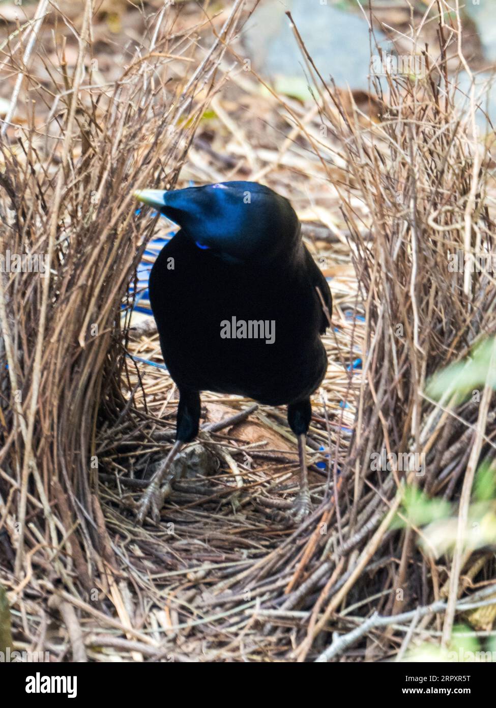 Satin bowerbird nest hi-res stock photography and images - Alamy