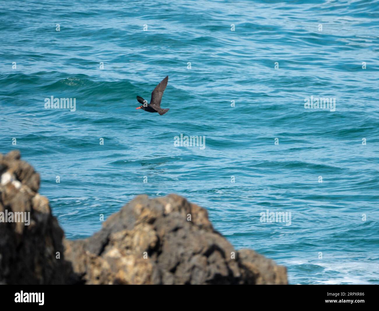 Sooty oystercatcher flying above the blue sea past the headland Stock ...
