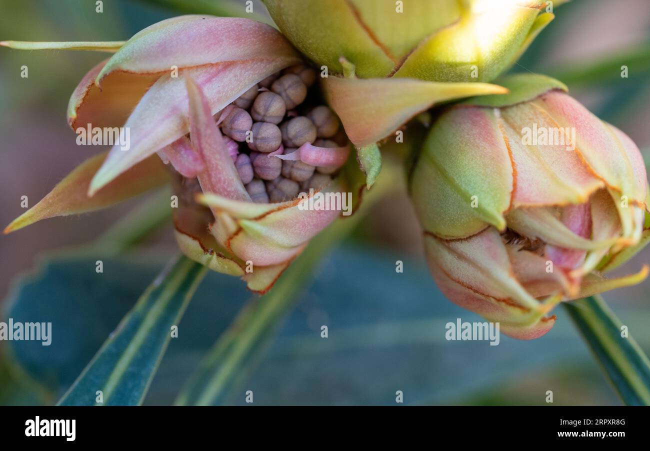 Native waratah telopea flowers australia hi-res stock photography and ...