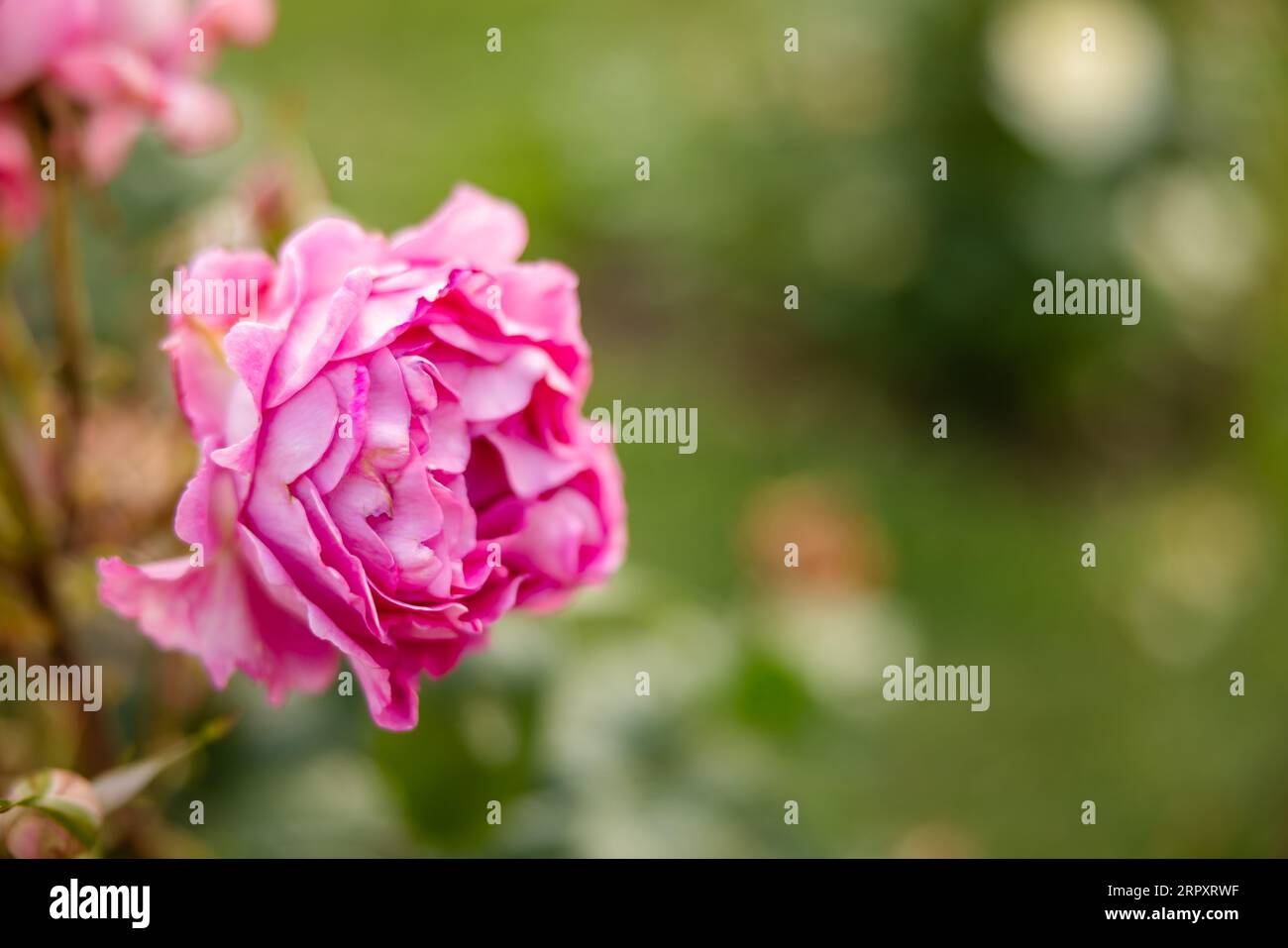 Pink roses growing in a public garden in Rome Italy in the summer Stock ...