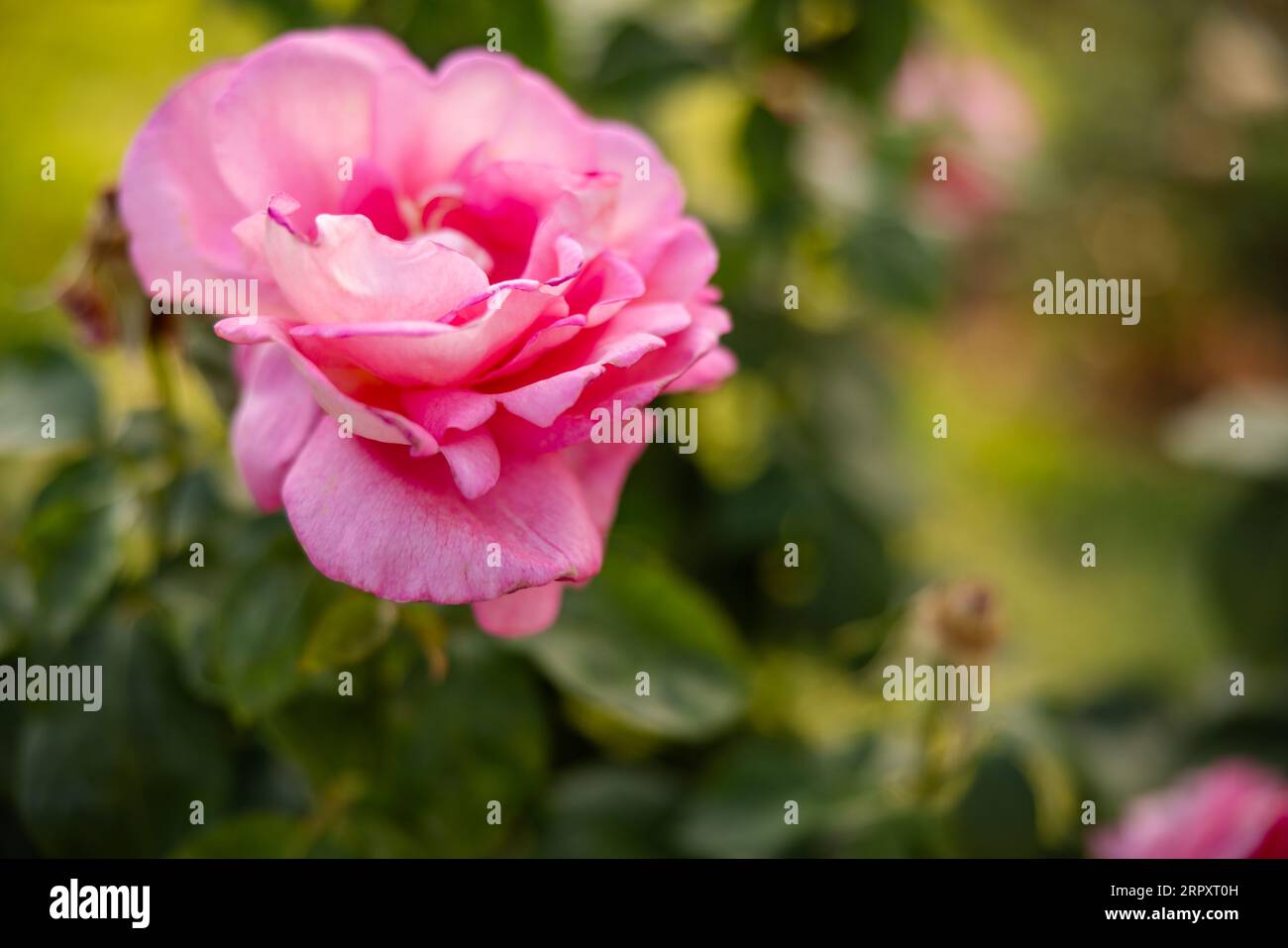 Pink roses growing in a public garden in Rome Italy in the summer Stock ...