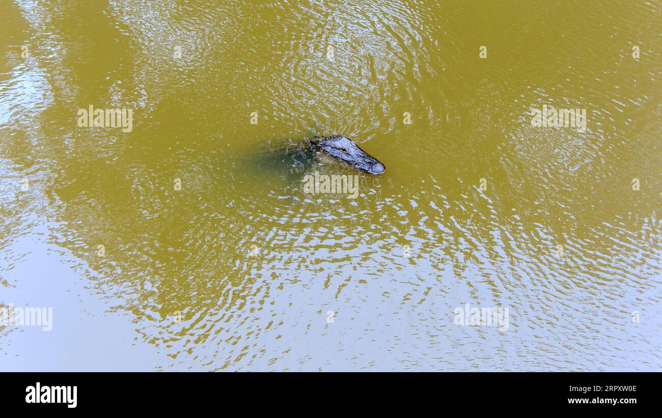 Aerial view of an adult American Alligator in Mobile Bay at Daphne ...