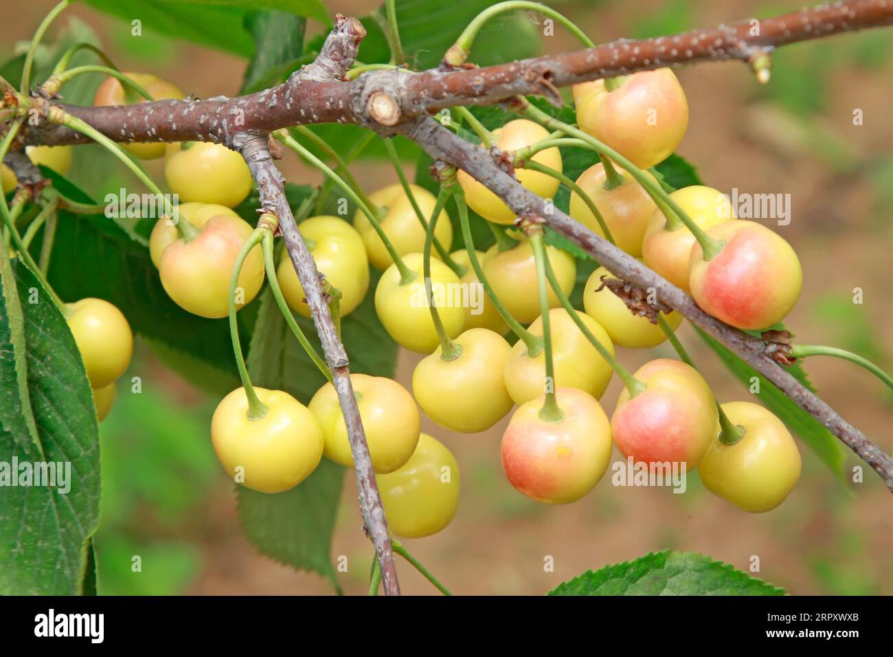 Mature large American cherry in an orchard, closeup of photo Stock ...