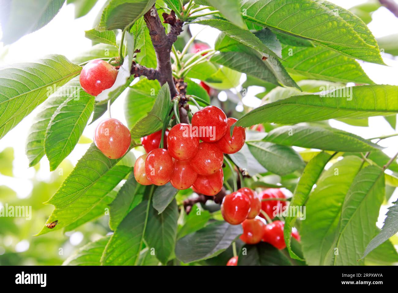 Mature large American cherry in an orchard, closeup of photo Stock ...