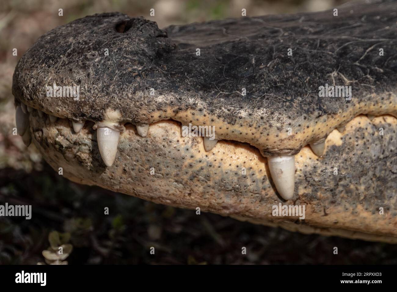 Overbite Of Alligator Teeth Close Up in Everglades Stock Photo - Alamy