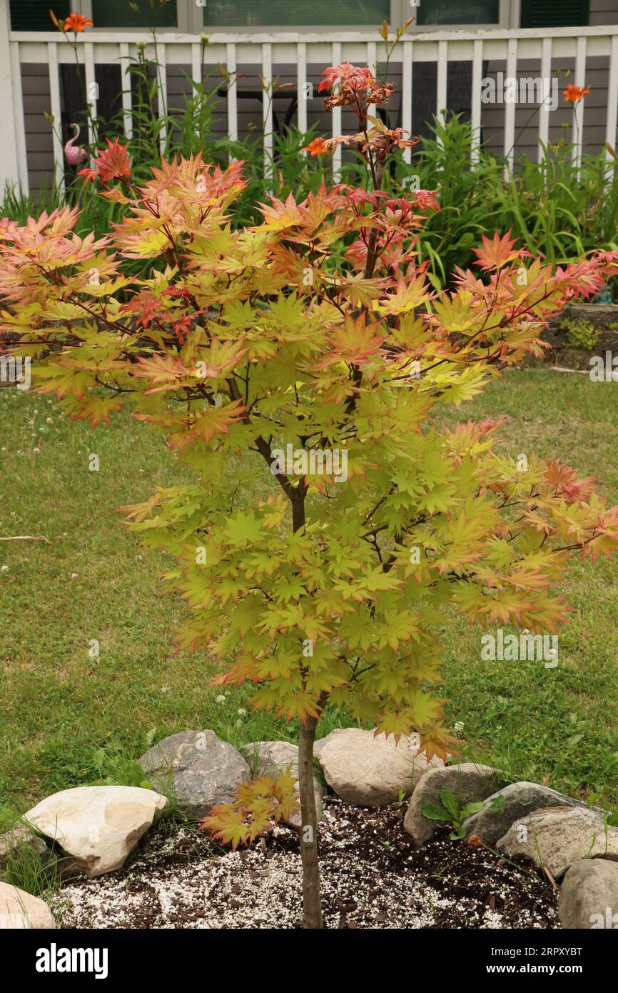 An Autumn Moon Japanese Maple tree with green, orange and red leaves ...