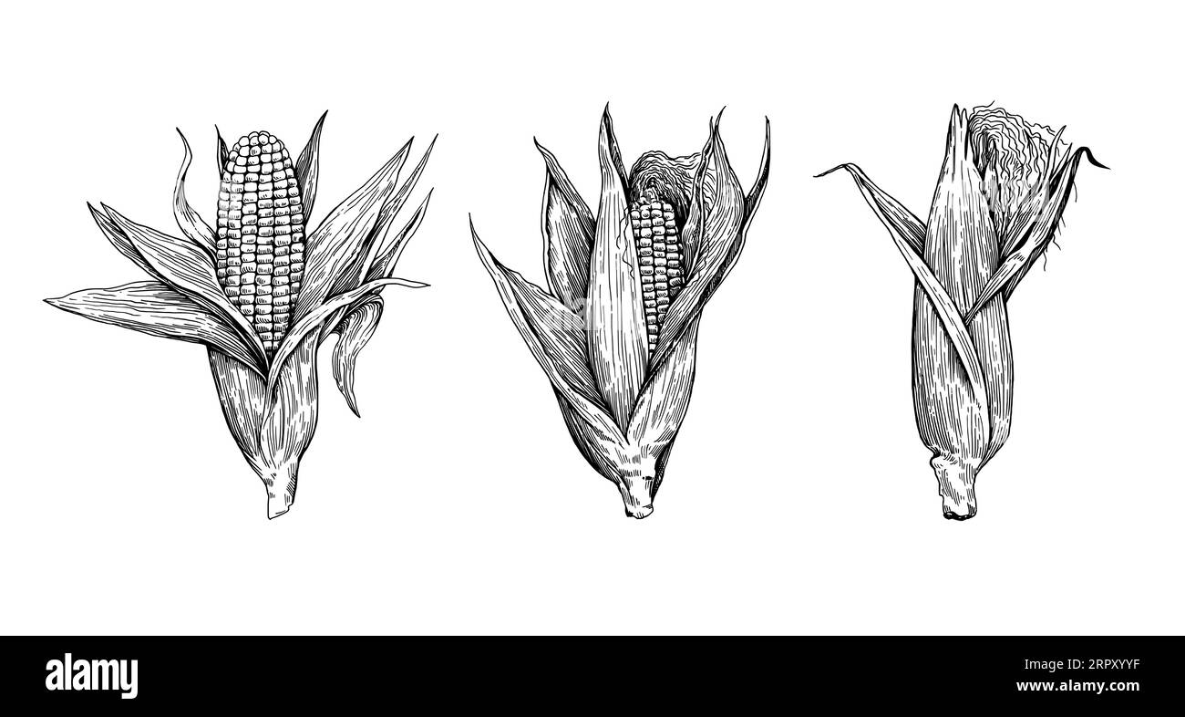 Detailed botanical illustration of corn cobs isolated on white ...