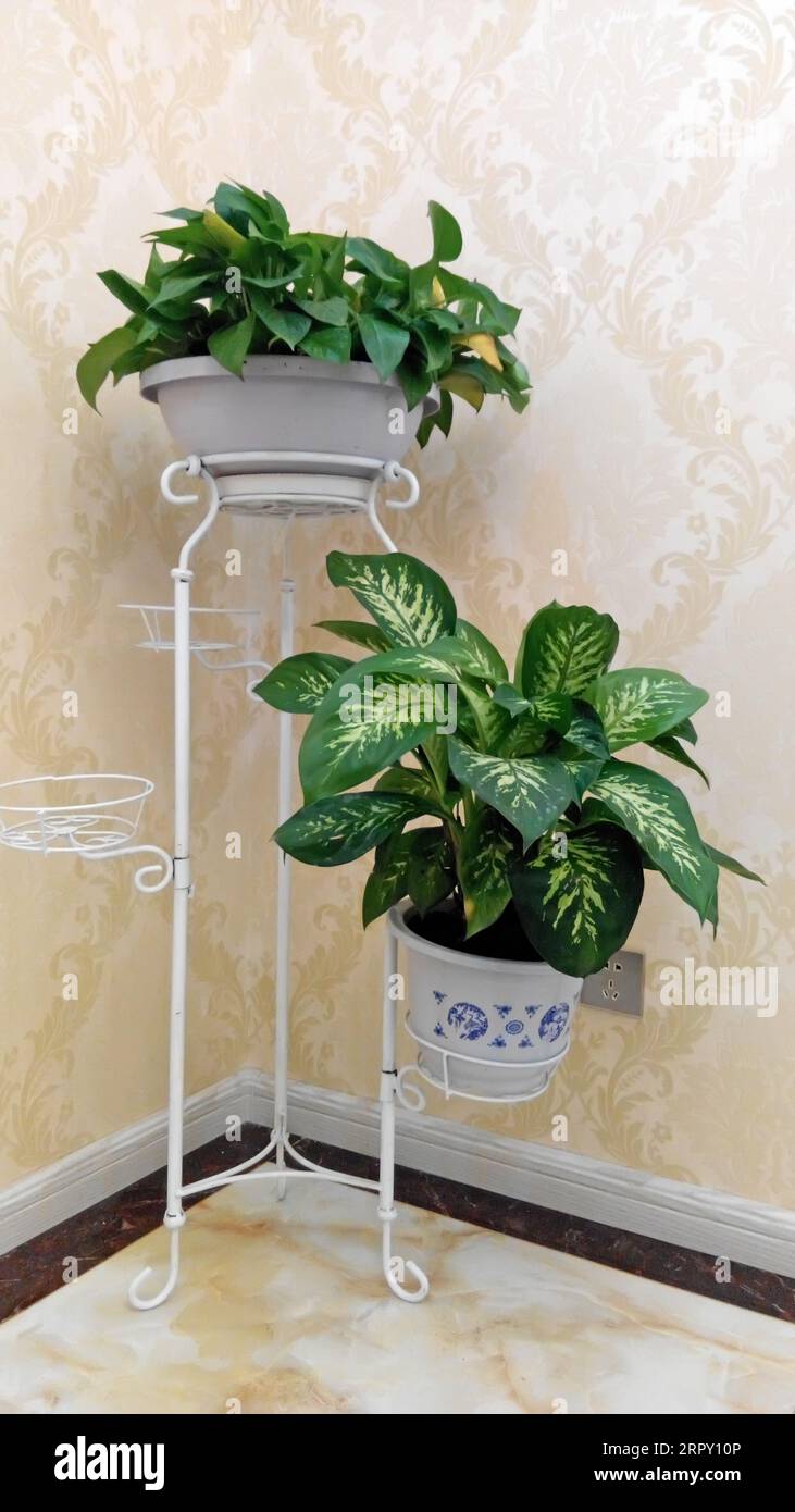 Plants in corner room hi-res stock photography and images - Alamy