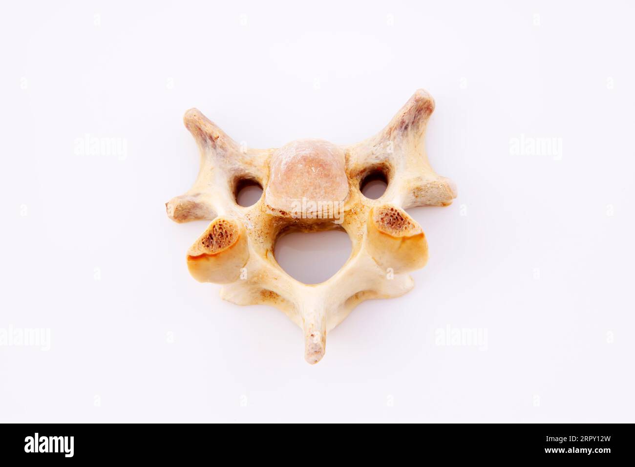 Bones in a white background, closeup of photo Stock Photo - Alamy