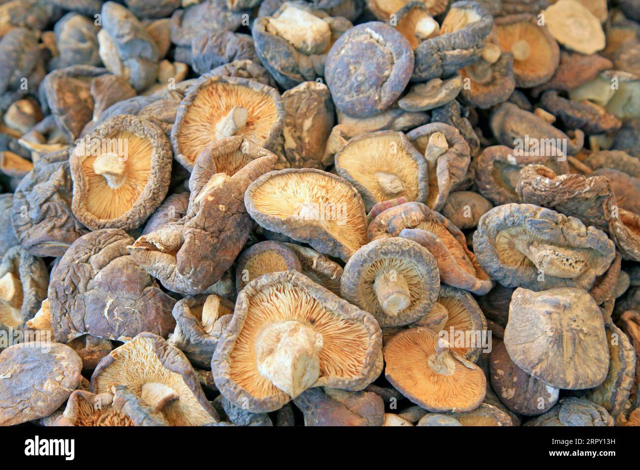 dry mushrooms, closeup of photo Stock Photo - Alamy
