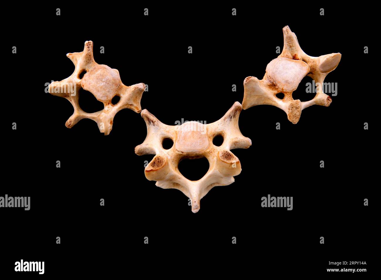 Bones in a black background, closeup of photo Stock Photo - Alamy