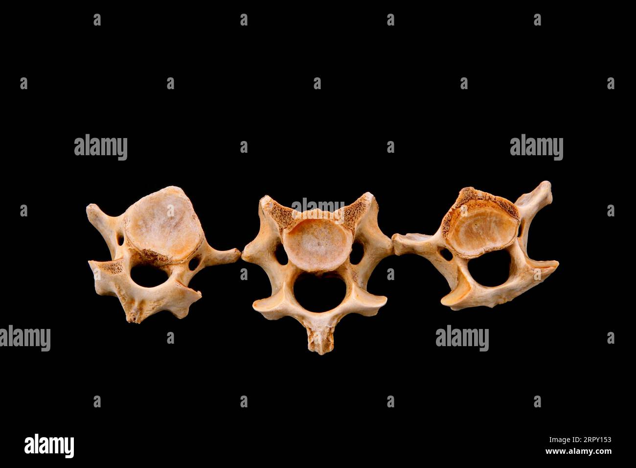 Bones in a black background, closeup of photo Stock Photo - Alamy