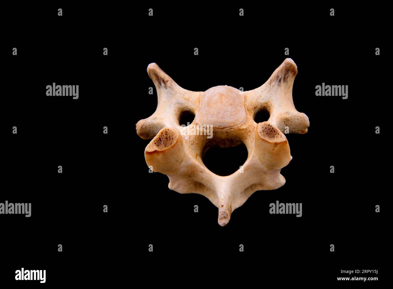 Bones in a black background, closeup of photo Stock Photo - Alamy