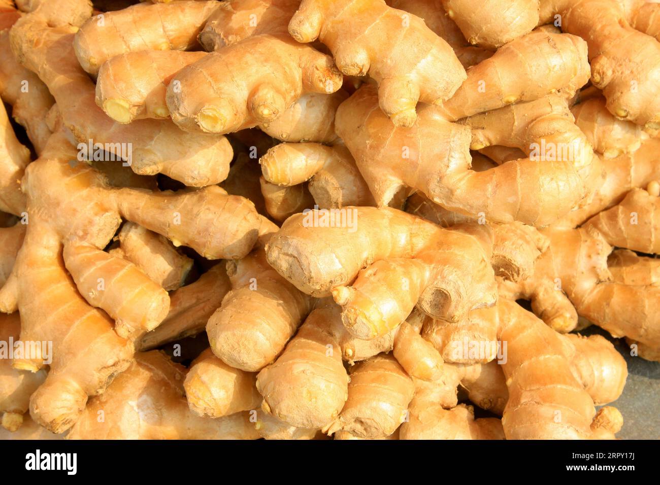 Ginger crops hi-res stock photography and images - Alamy