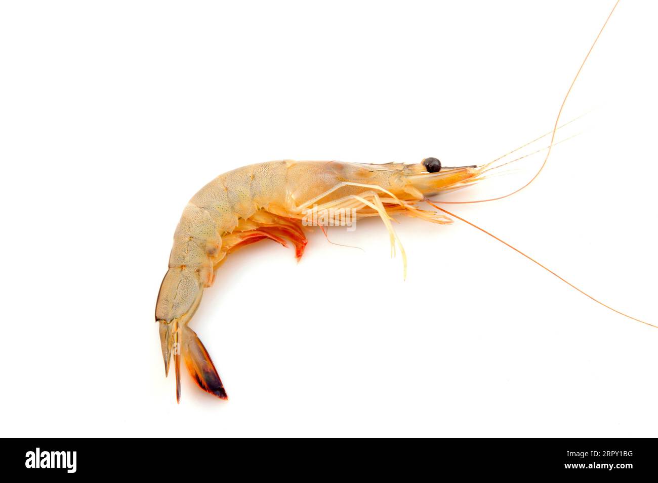 Fresh prawns in a white background, closeup of photo Stock Photo - Alamy