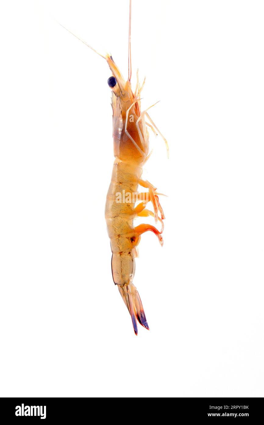 Fresh prawns seafood in Cut Out Stock Images & Pictures - Alamy