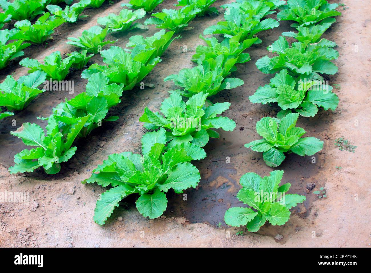 Chinese cabbage grow in the garden, closeup of photo Stock Photo - Alamy