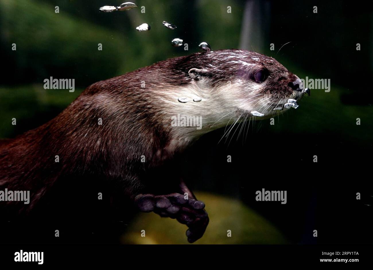 200610 -- SHANGHAI, June 10, 2020 -- An Asian small-clawed otter swims ...