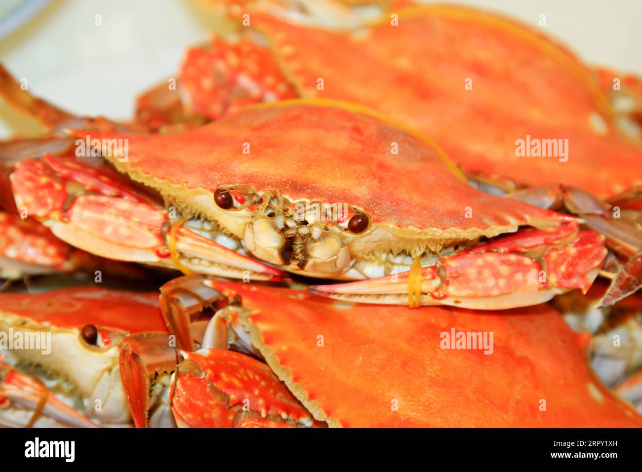 Crab at the photo hi-res stock photography and images - Alamy