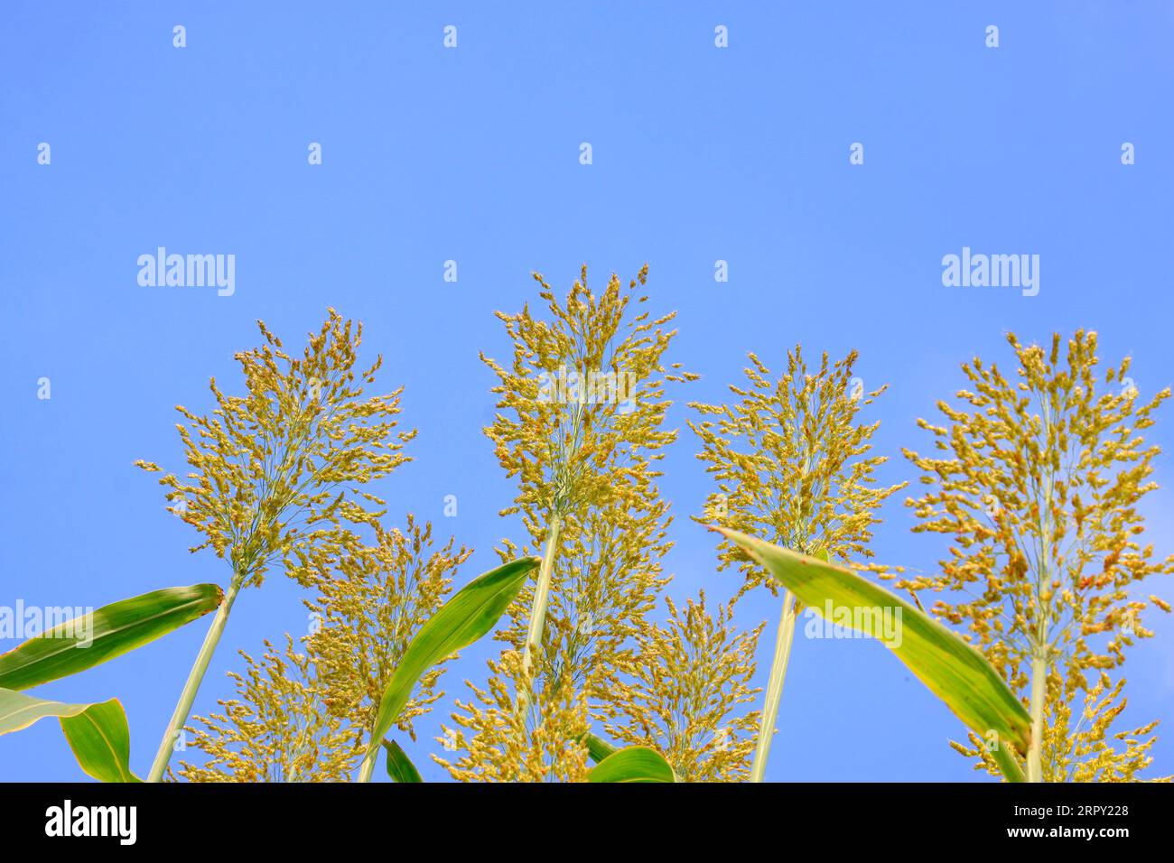 Sorghum panicle hi-res stock photography and images - Alamy