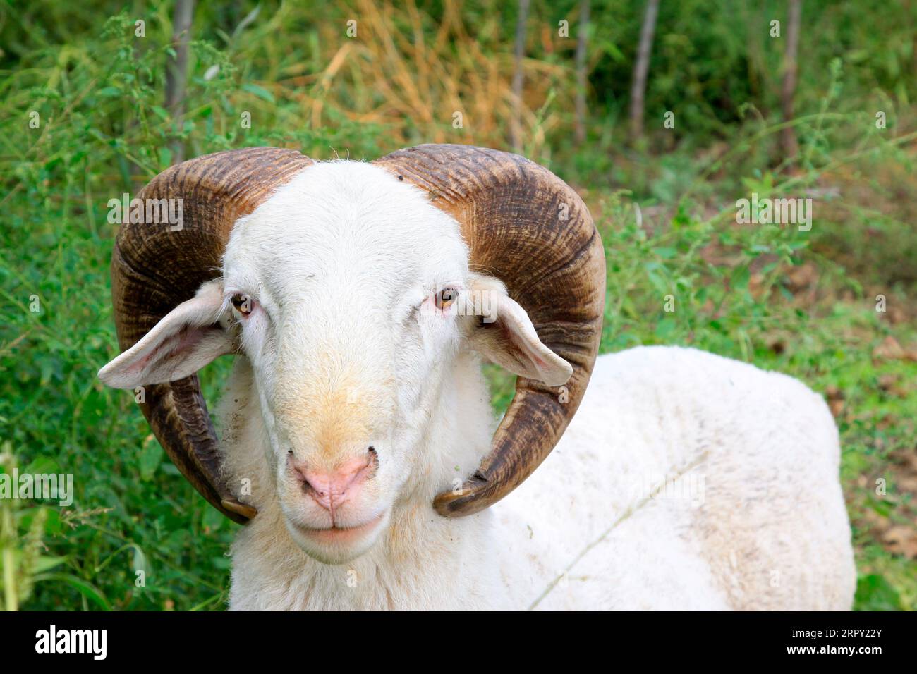 Ram head features, closeup of photo Stock Photo - Alamy
