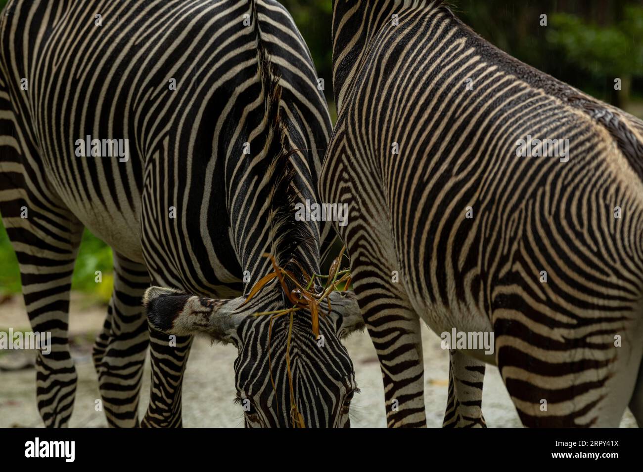 Beautiful zebra animals are eating grass, mother and child zebras are ...