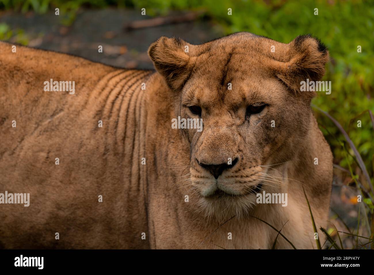 Lioness logo hi-res stock photography and images - Alamy