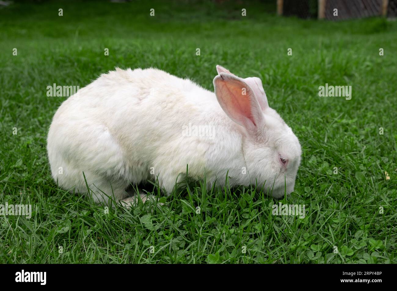 Rabbit with big ears walking in the garden on the lawn Stock Photo - Alamy