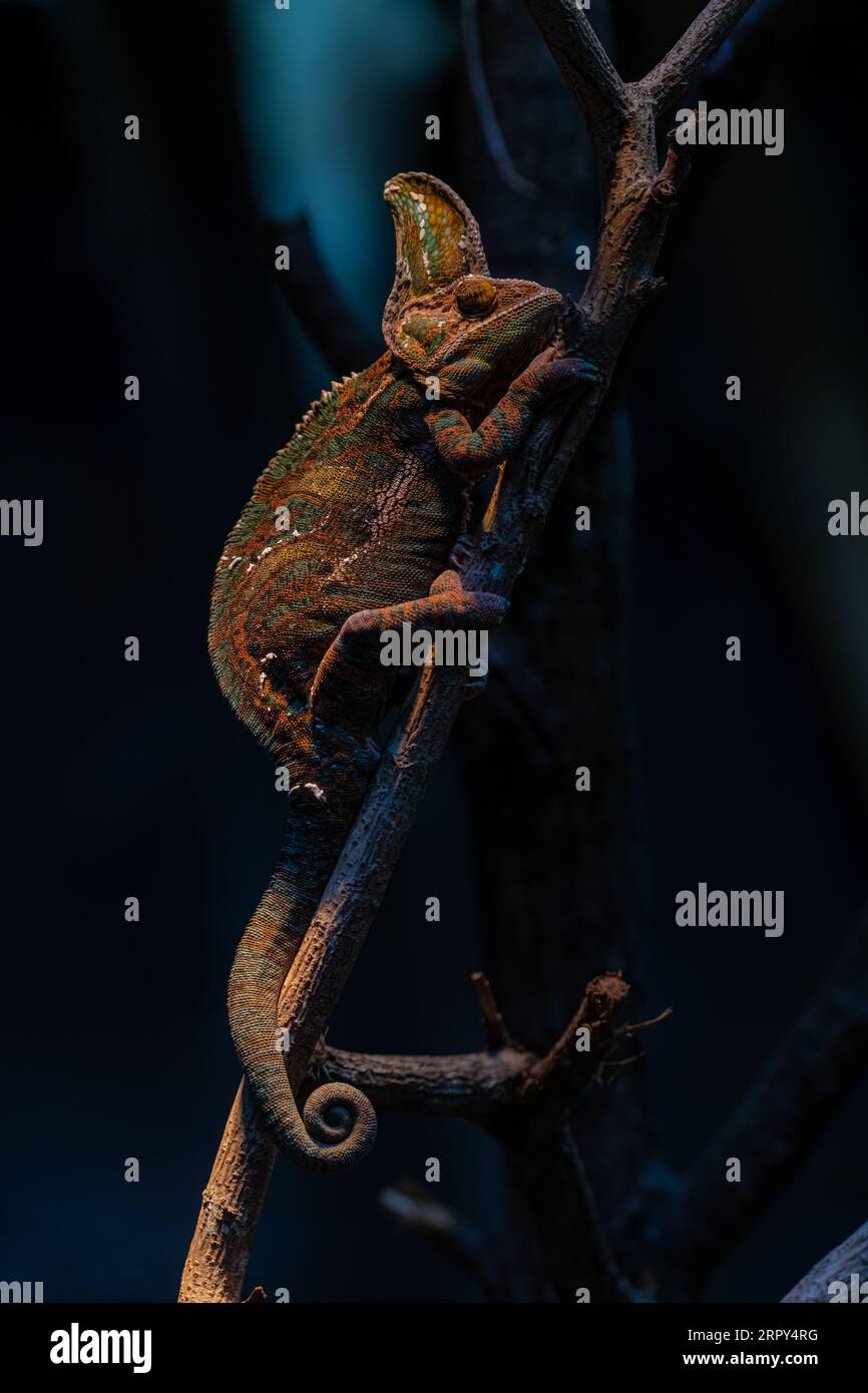 Lizard,dragon , Chameleon , Blue-crested Lizard , Indo-Chinese Forest ...