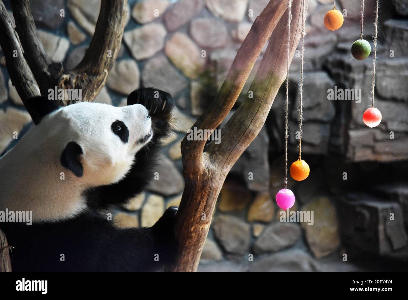 Panda sumer hi-res stock photography and images - Alamy
