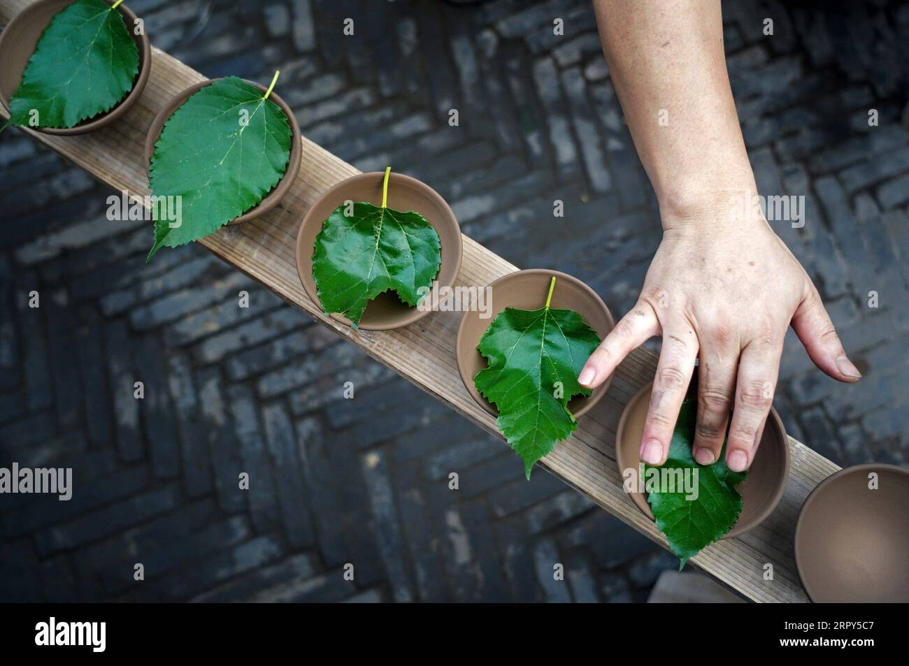 Eight identical leaves hi-res stock photography and images - Alamy