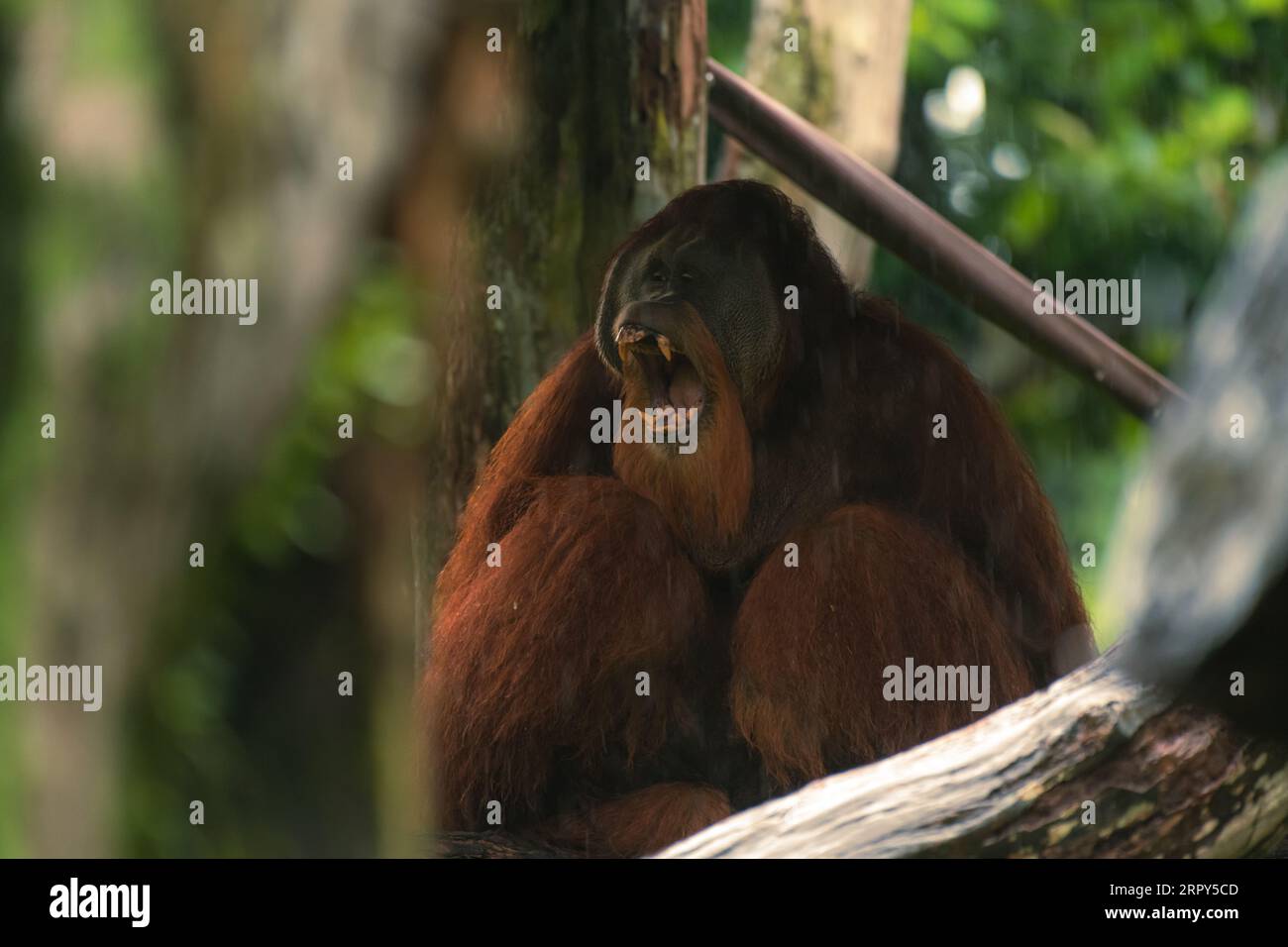Bornean orangutan Pongo pygmaeus with its mouth open. It is a species ...