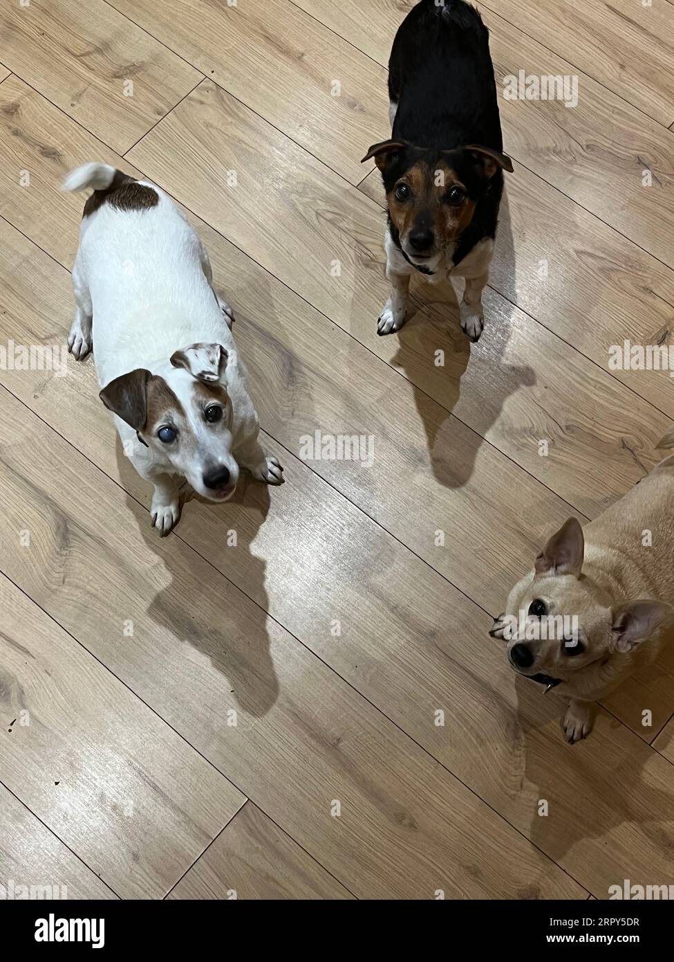 Cute jack russells hi-res stock photography and images - Alamy