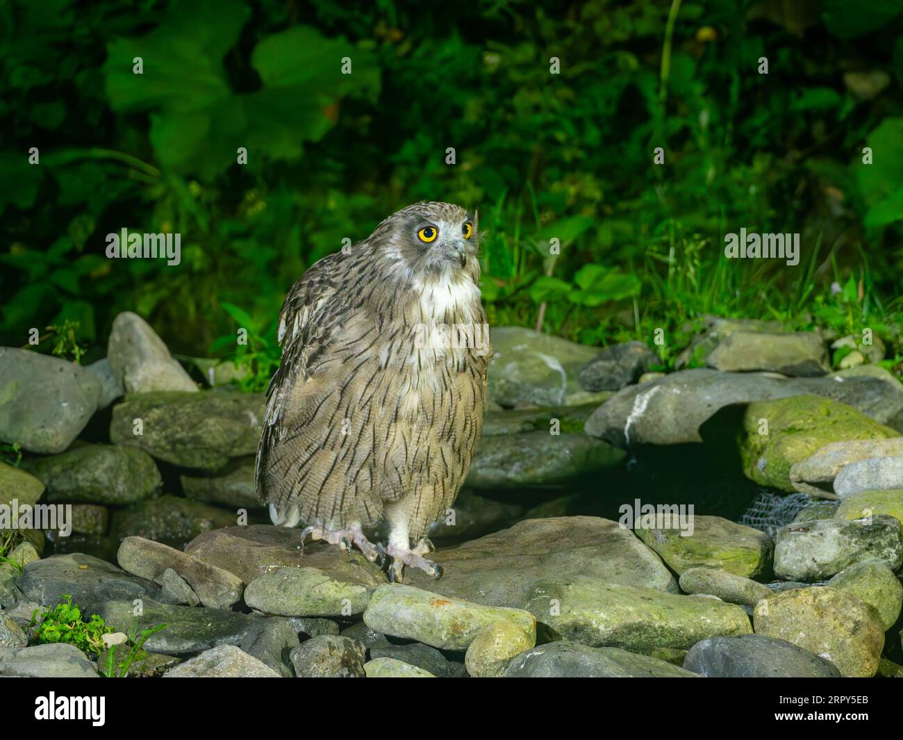 Blakiston's fish owl, Ketupa blakistoni, the largest owl feeding in a ...