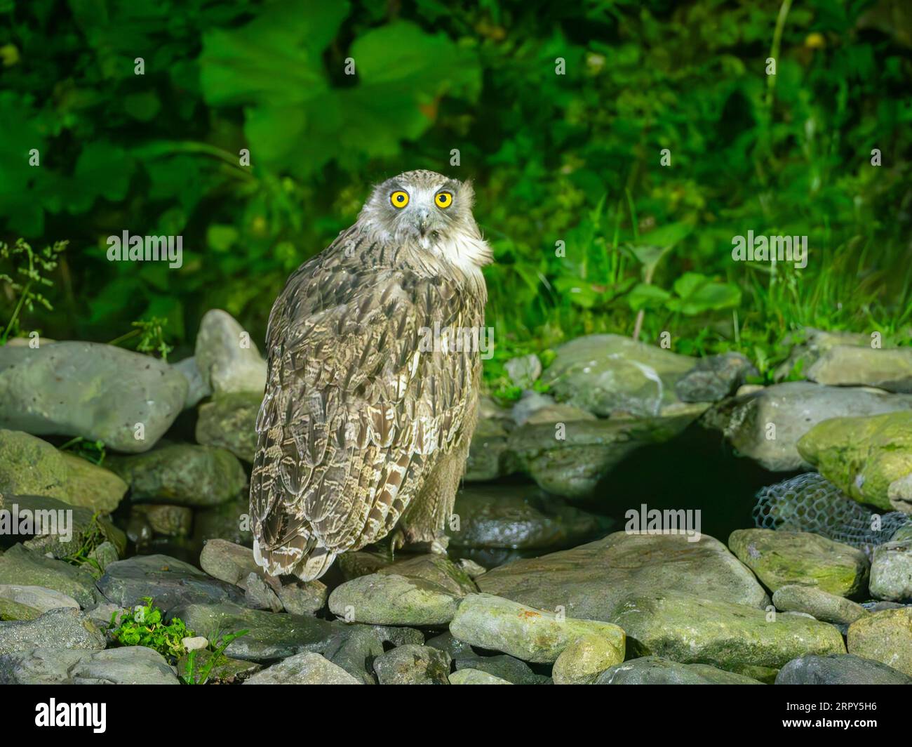 Blakiston's fish owl, Ketupa blakistoni, the largest owl feeding in a ...