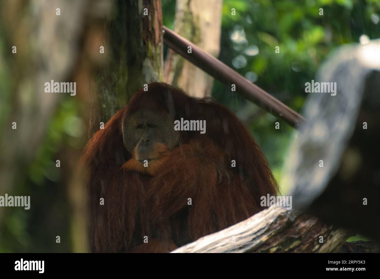Endangered bornean orangutan in the rocky habitat. Pongo pygmaeus. Wild ...