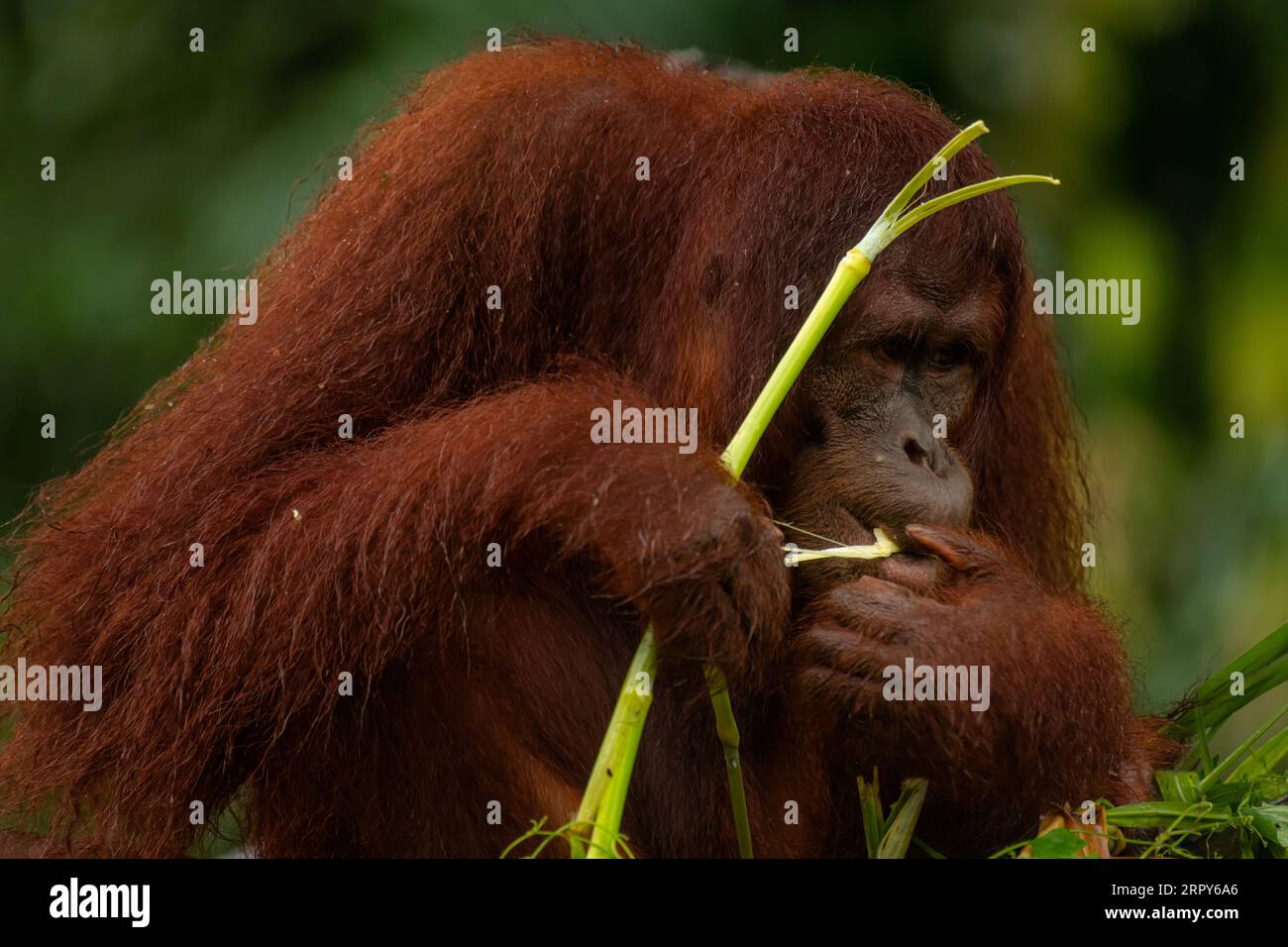 Adult orangutan busy with eating leaves on a rainy day, close up ...