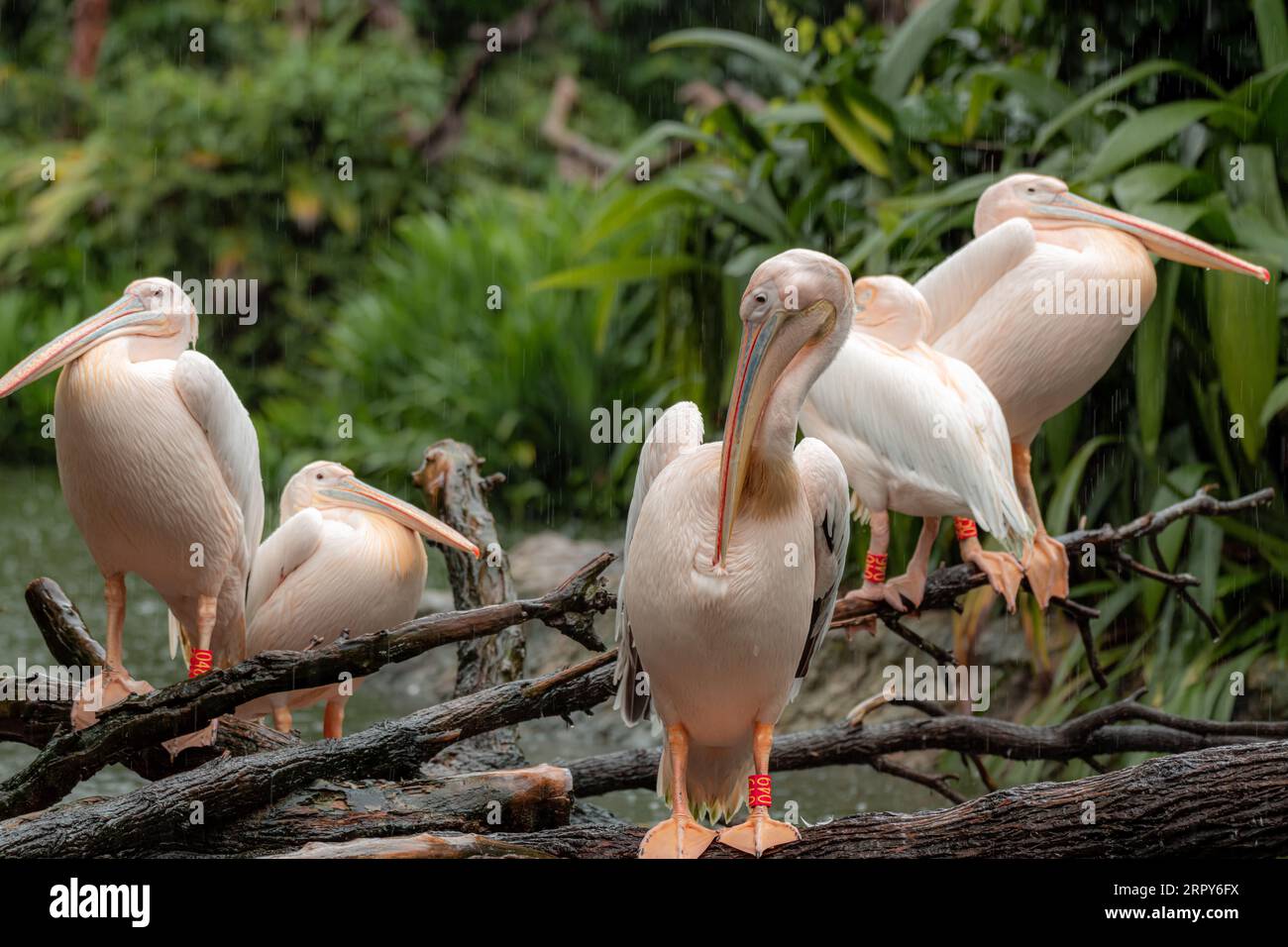 Five great white pelicans standing on the tree during the rainy day ...