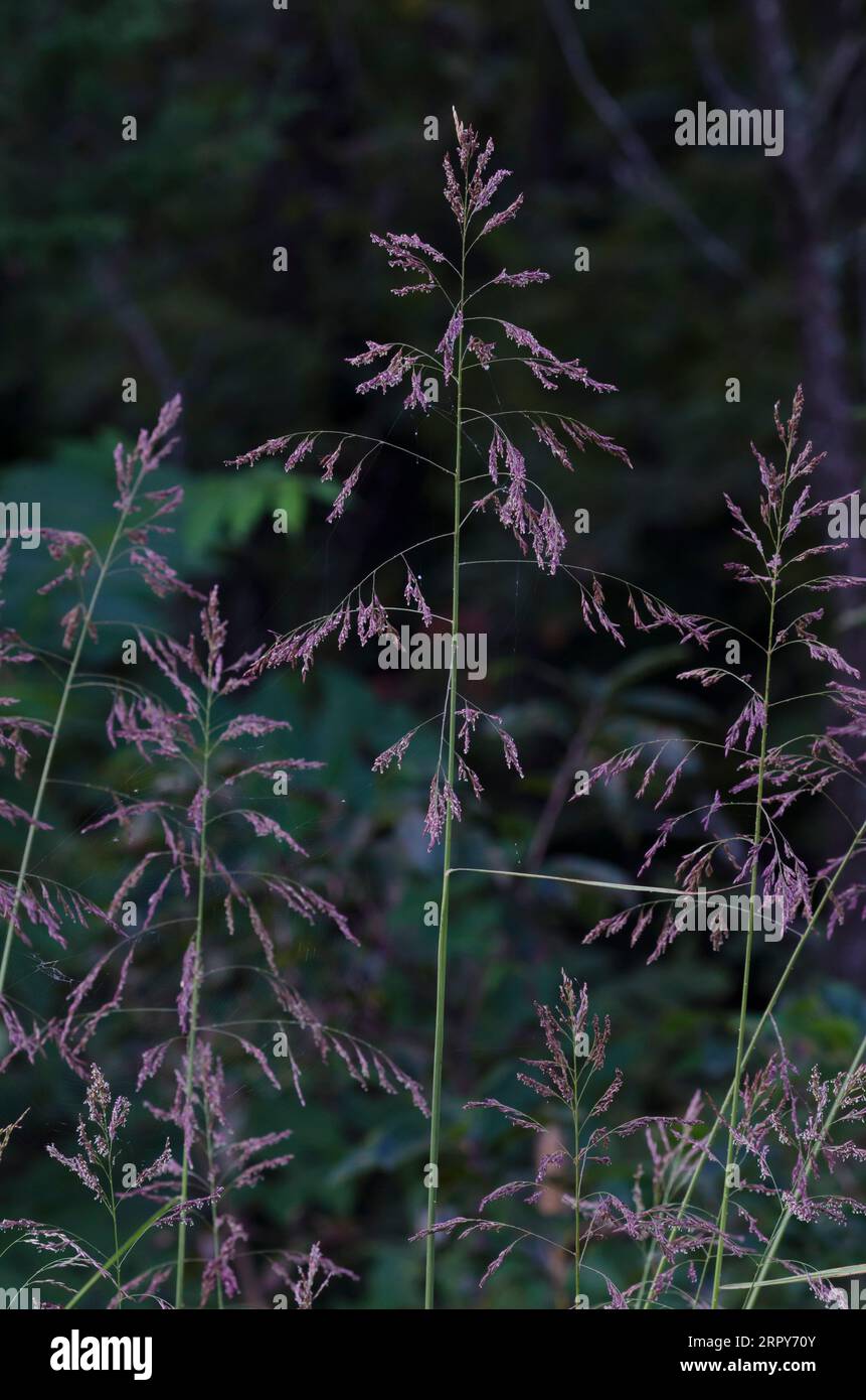 Purpletop Tridens, Tridens flavus Stock Photo - Alamy