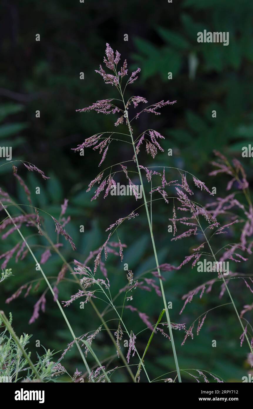 Purpletop Tridens, Tridens flavus Stock Photo - Alamy