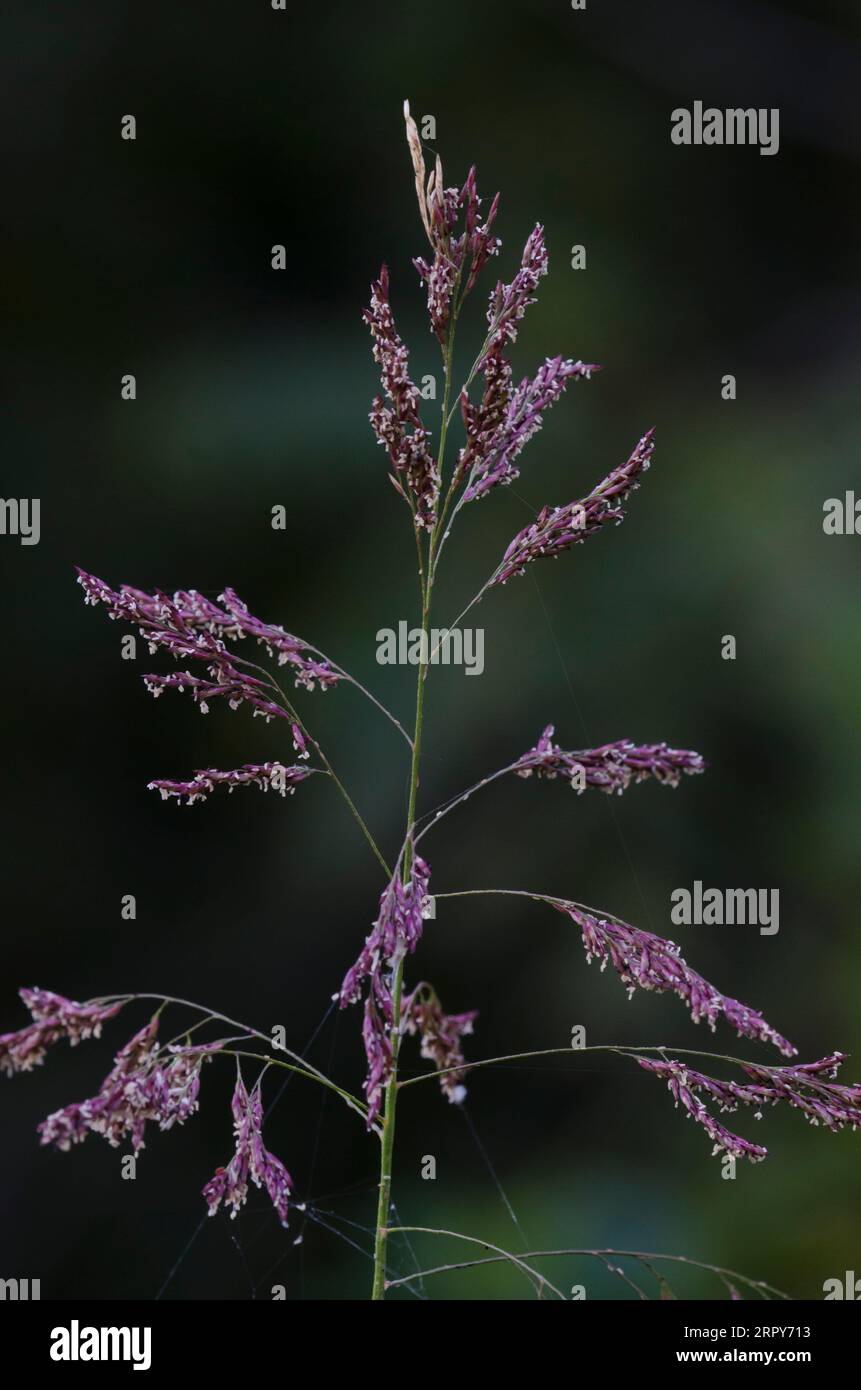 Tridens hi-res stock photography and images - Alamy