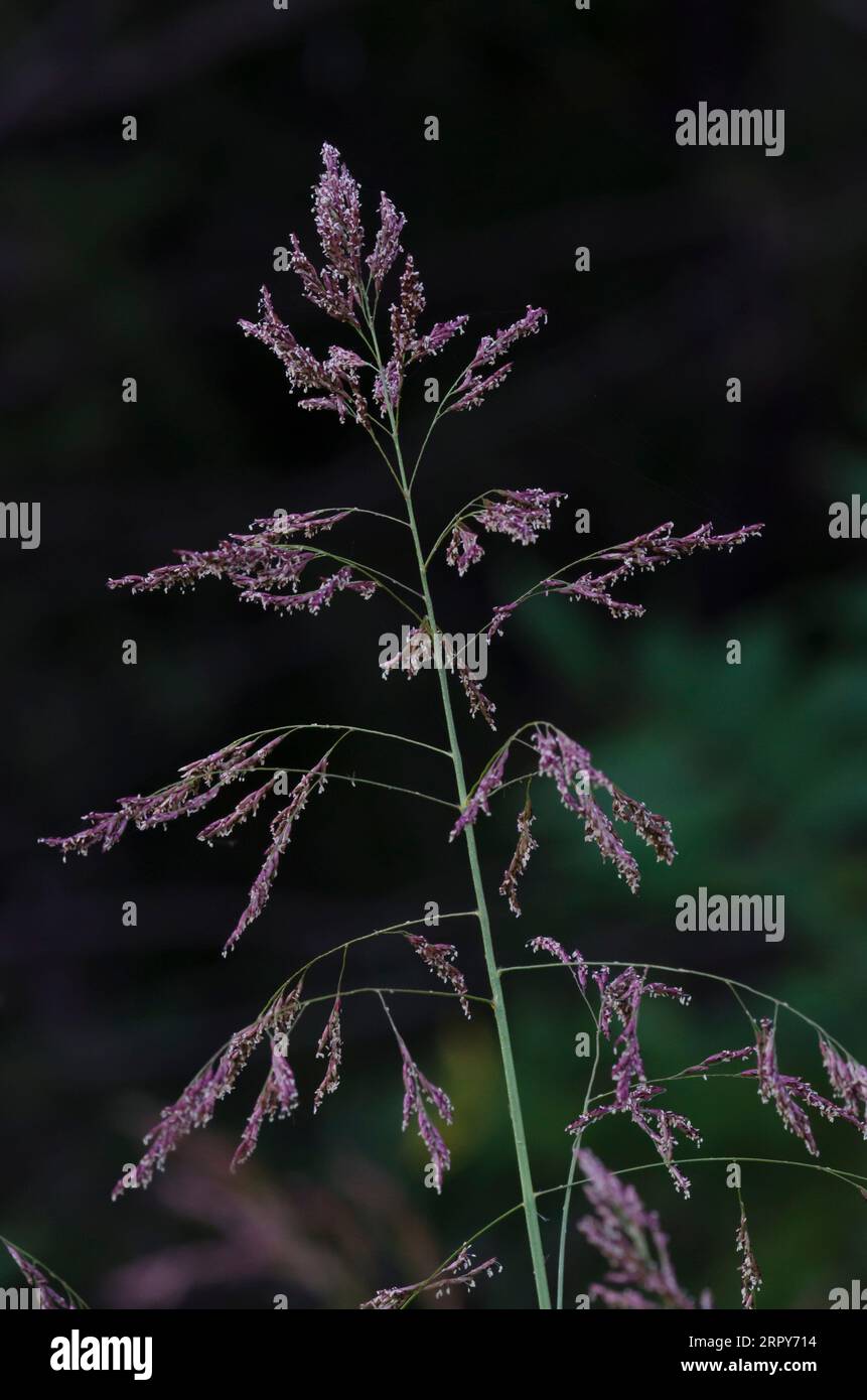 Purpletop Tridens, Tridens flavus Stock Photo - Alamy
