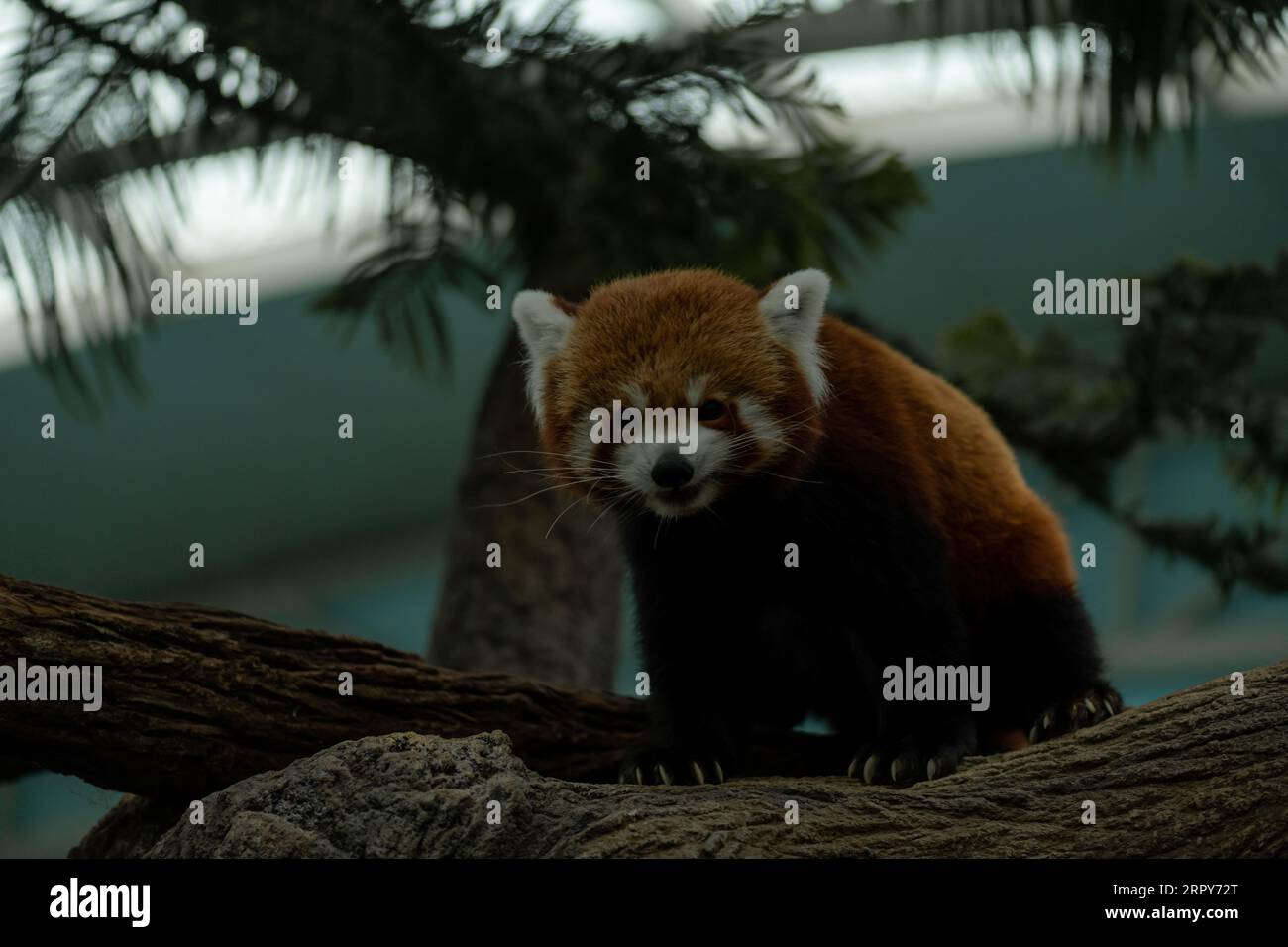 Red Panda looking at the camera in Chengdu research base of the Giant ...