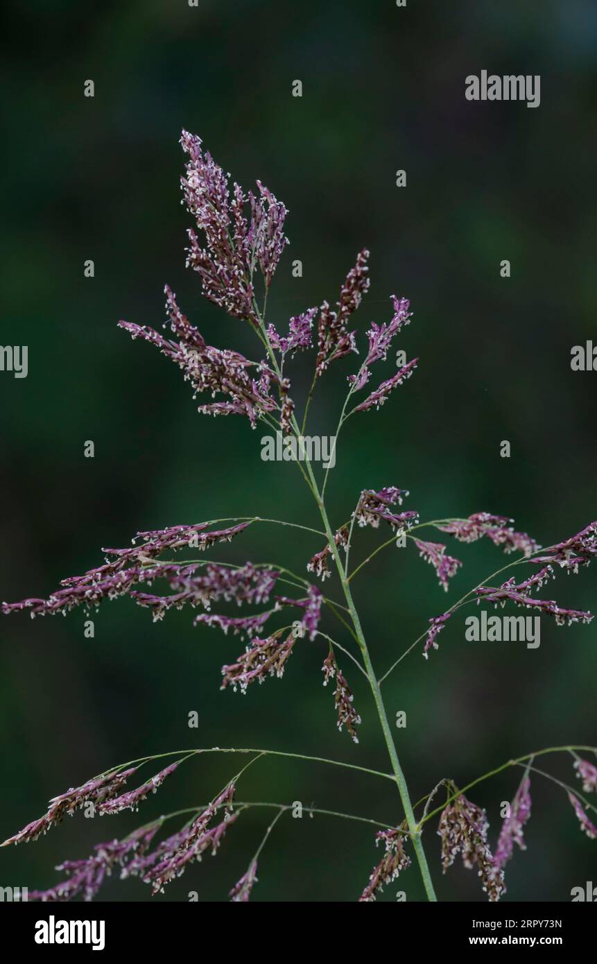 Red_top hi-res stock photography and images - Alamy