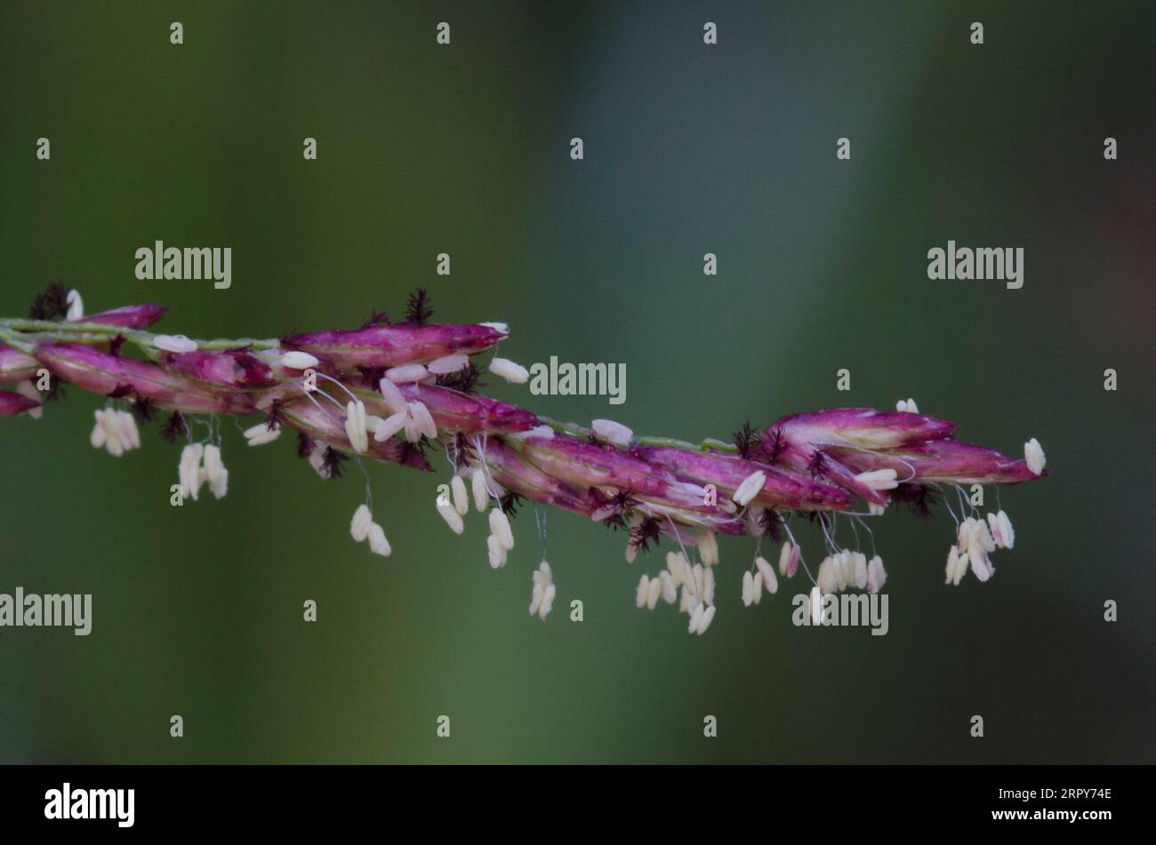 Purpletop Tridens, Tridens flavus Stock Photo - Alamy
