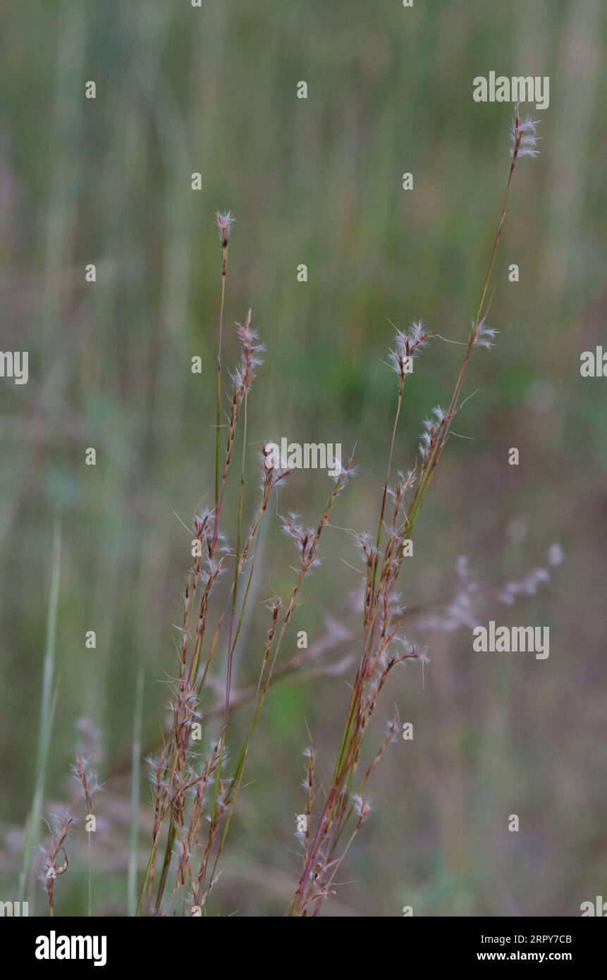Little Bluestem, Schizachyrium scoparium, flowers Stock Photo - Alamy