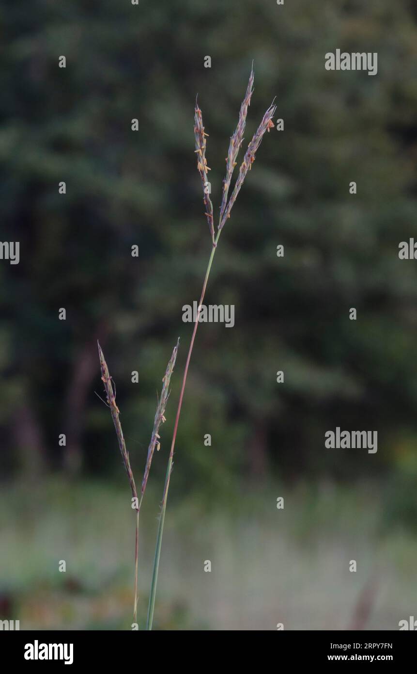 Grasses andropogon hi-res stock photography and images - Alamy