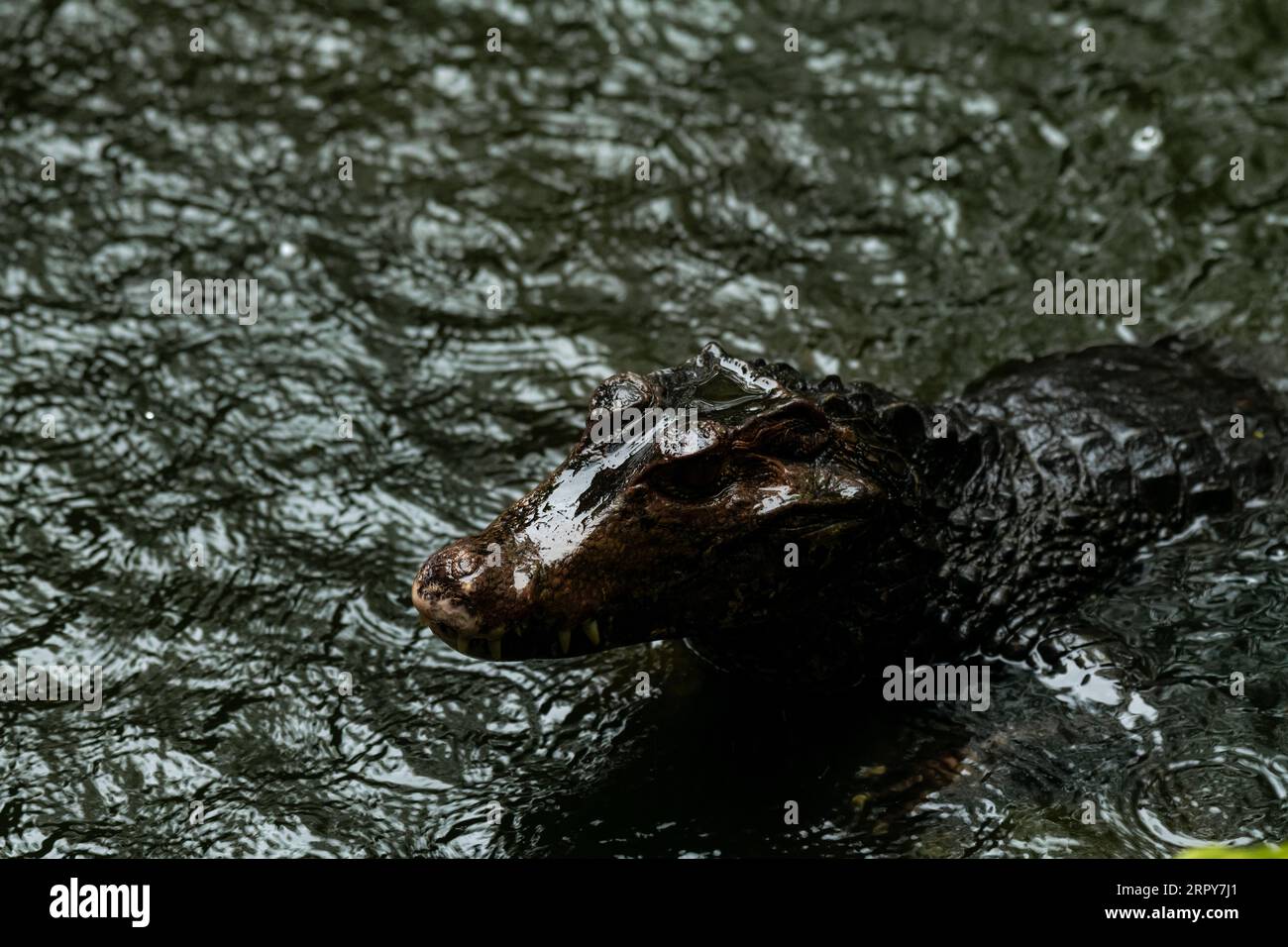 Caiman in the water. The yacare caiman (Caiman yacare), also known ...
