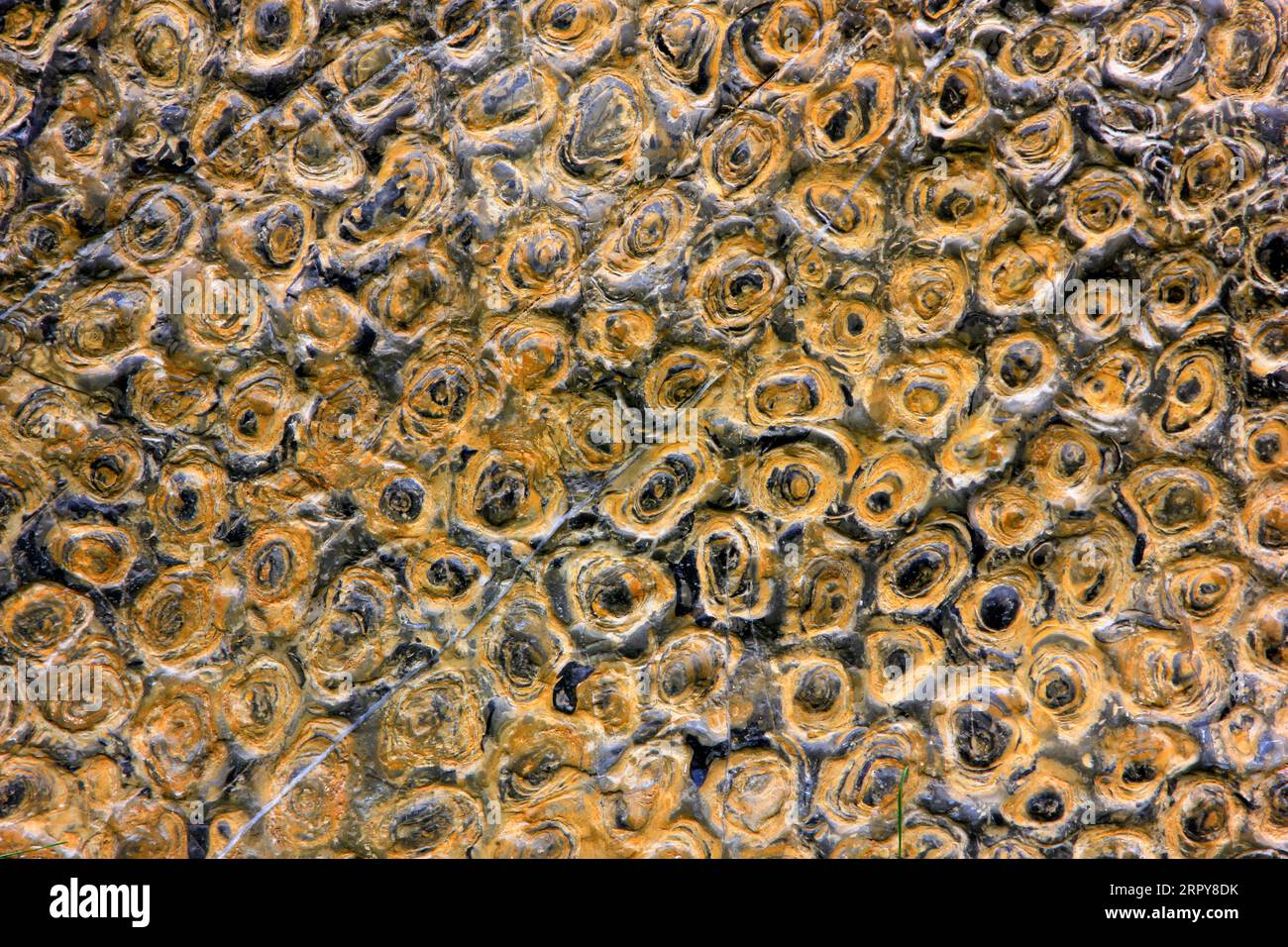 Fossil relics hi-res stock photography and images - Alamy